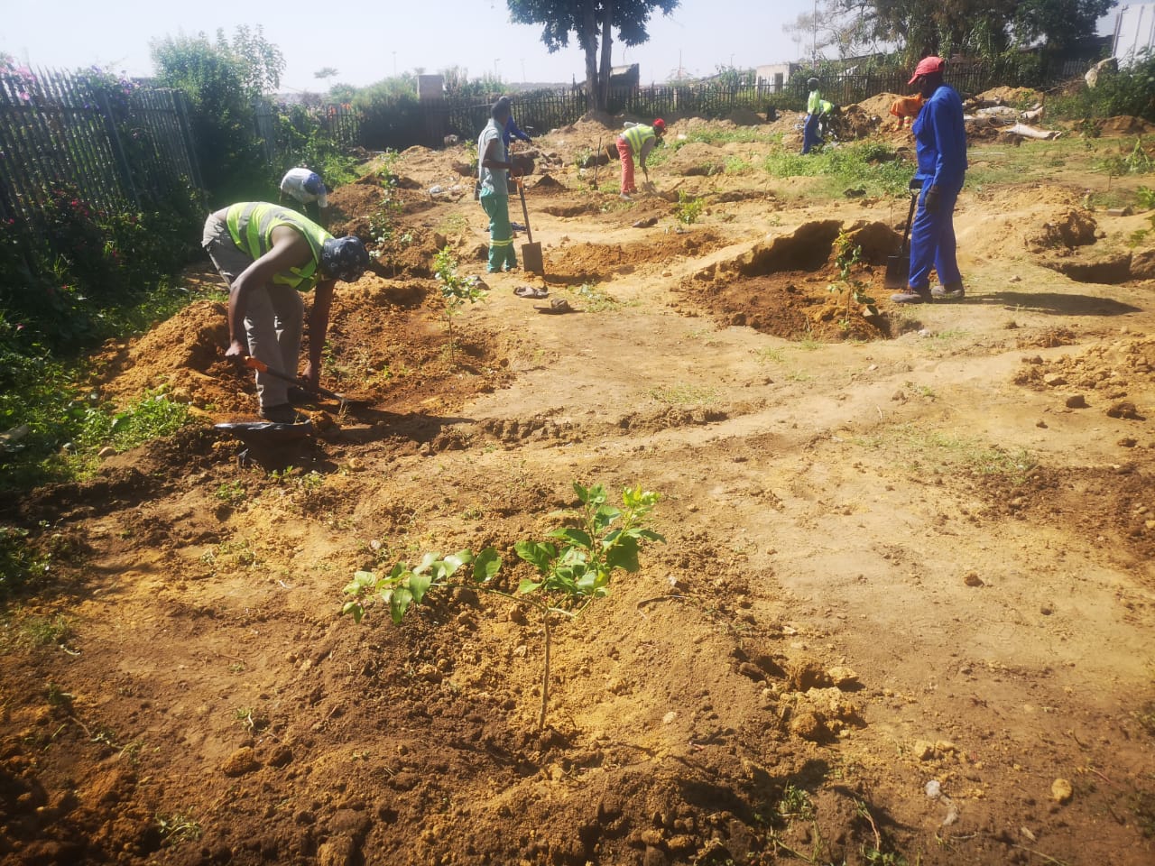 T-SHAD Cultivates Growth and Inclusion: Planting Lemon Trees in Tembisa